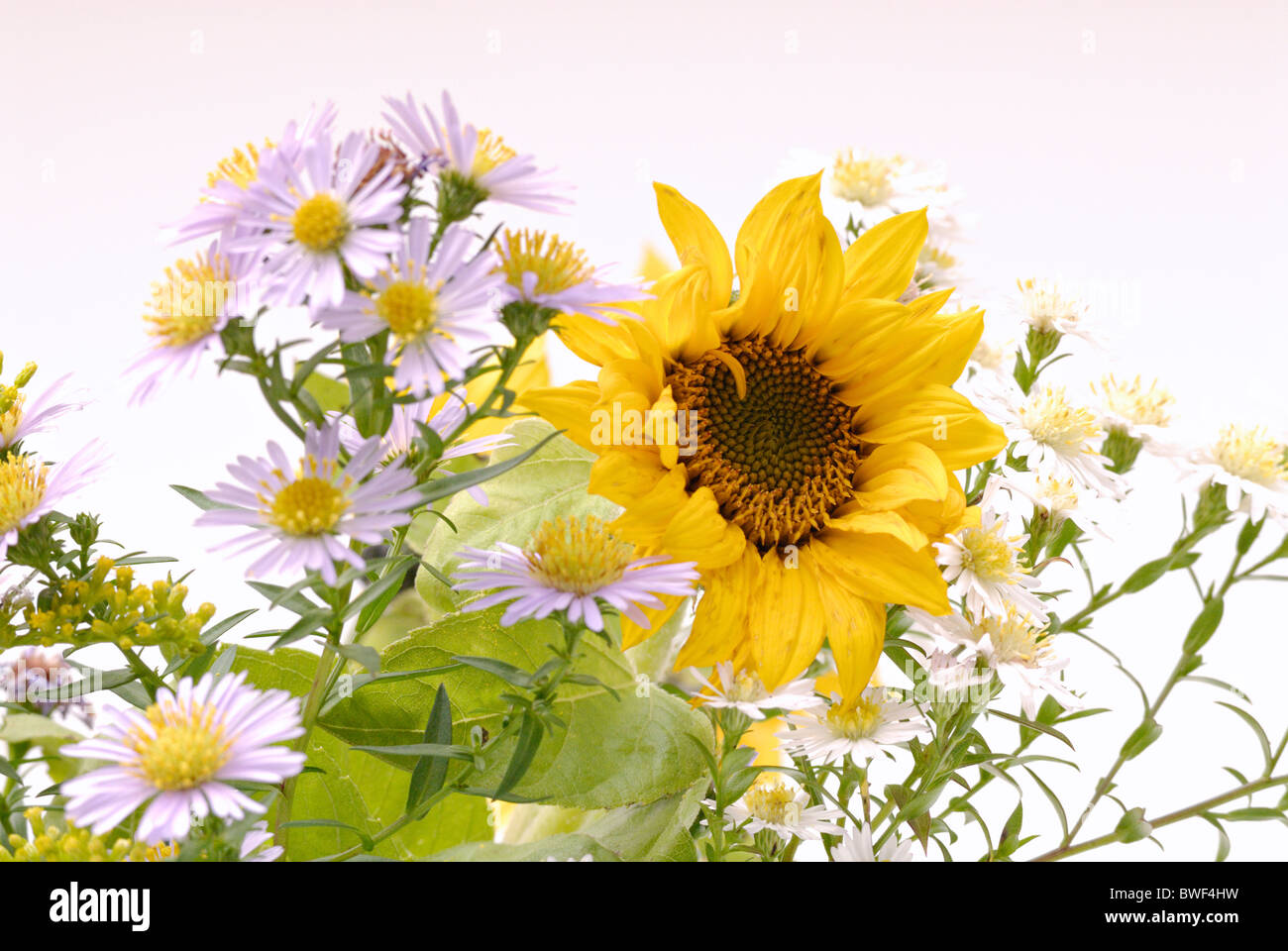 Lilac purple flowers Cut Out Stock Images & Pictures - Alamy