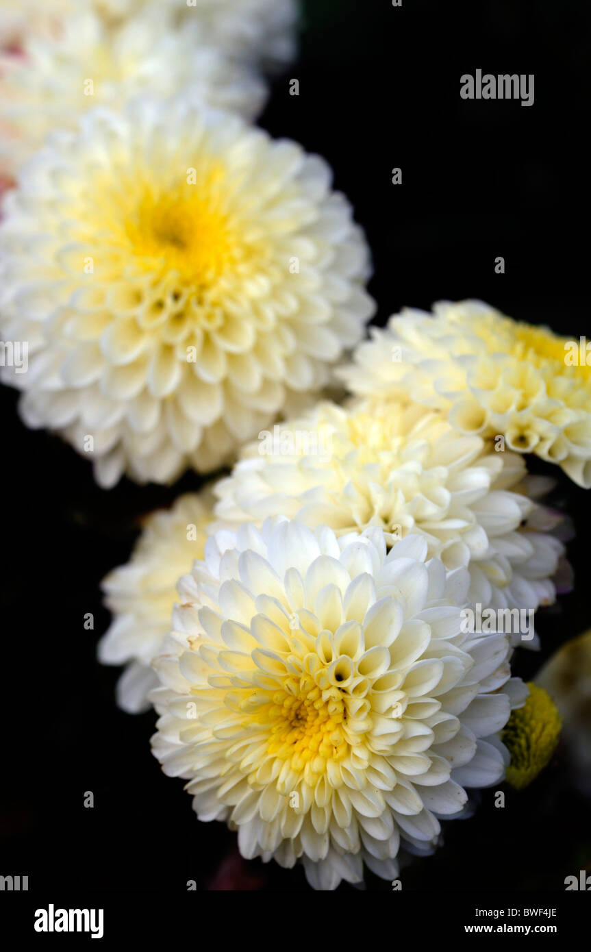 chrysanthemum asterlee decorative reflexed white yellow flower bloom ...