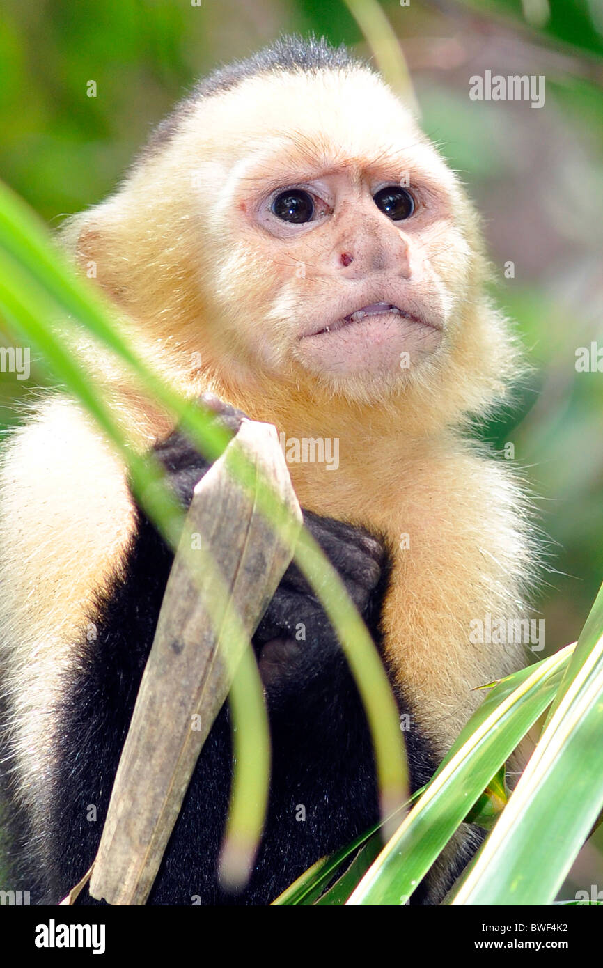 Cebus capucinus manuel antonio hi-res stock photography and images - Alamy