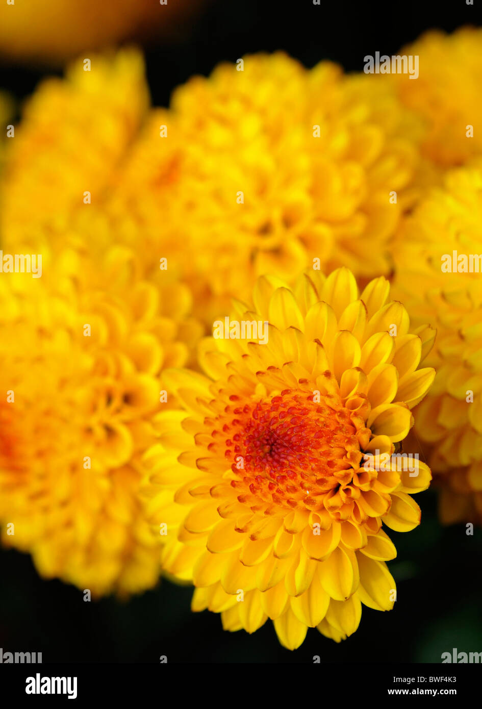 Chrysanthemum Bright Eyes annual summer plant orange flowers compound ...
