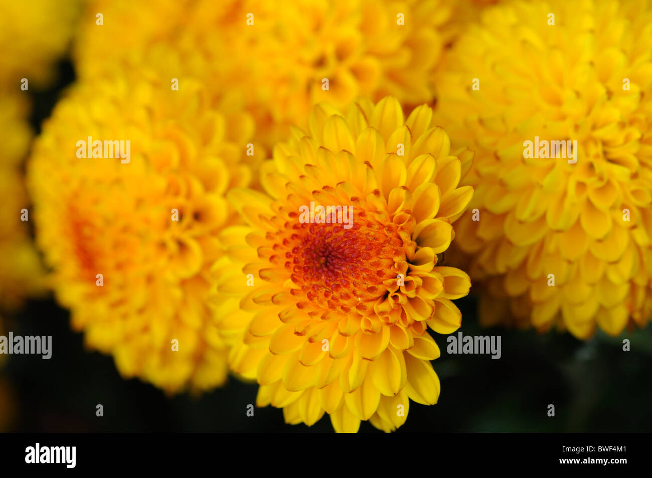 Capitulum Inflorescence