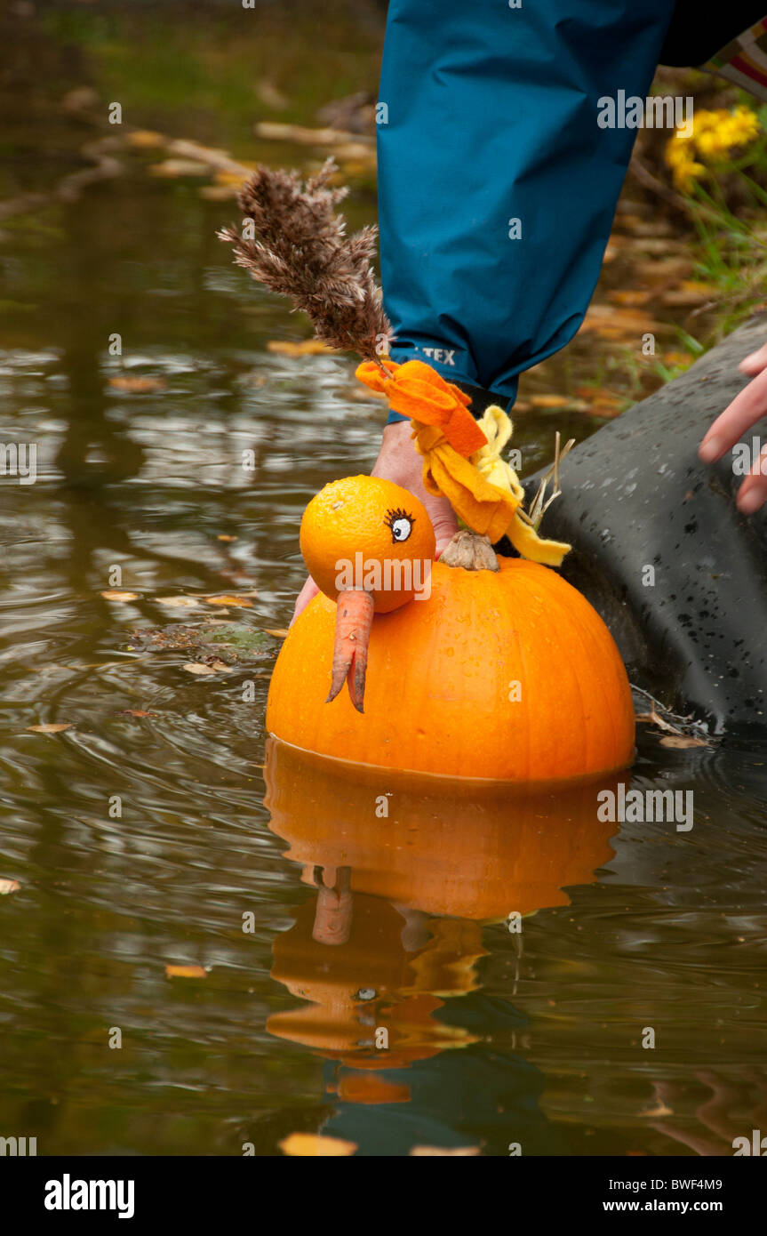 Blue bird pumpkin hi-res stock photography and images - Alamy