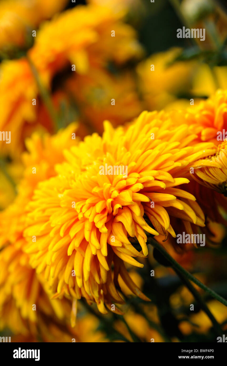 Chrysanthemum Golden Percy Slater annual summer plant orange flowers ...