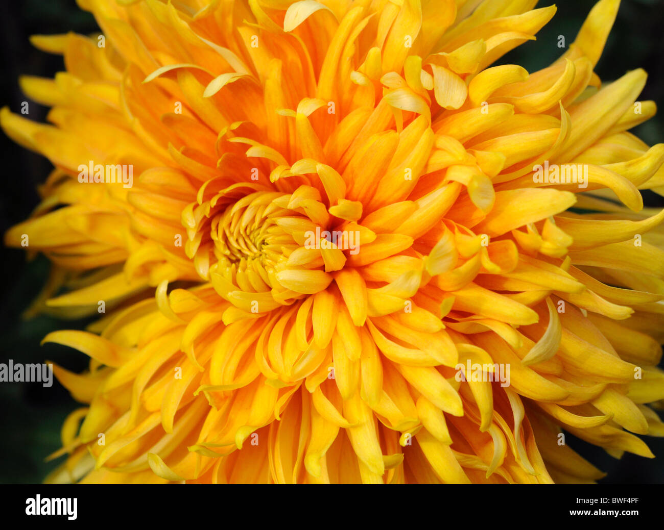 Overlapping Petals High Resolution Stock Photography and Images - Alamy