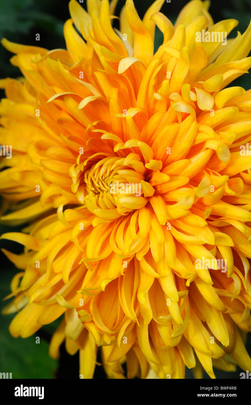 chrysanthemum goya decorative long tightly overlapping petals orange ...