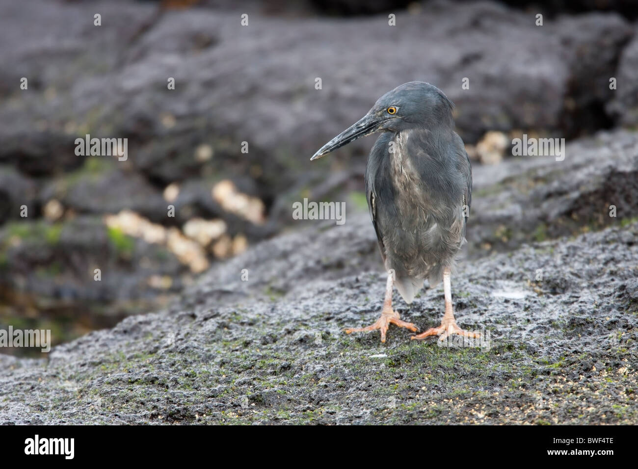 Striated Heron (Butorides striata sundevalli), Galapagos subspecies ...