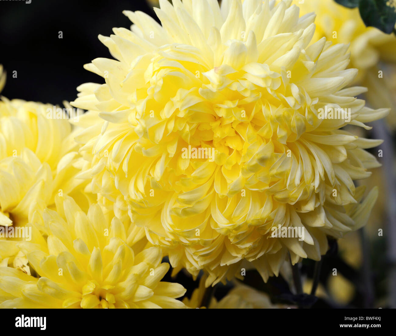 Chrysanthemum 'Oliver' annual summer plant yellow flowers arranged in a ...