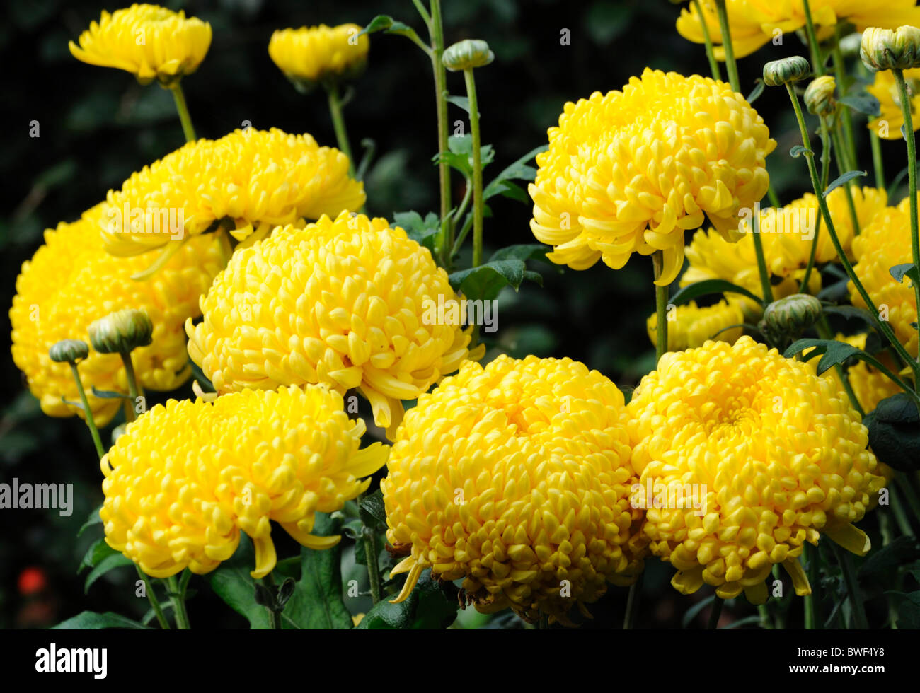 chrysanthemum rose dew decorative incurved long tightly overlapping ...
