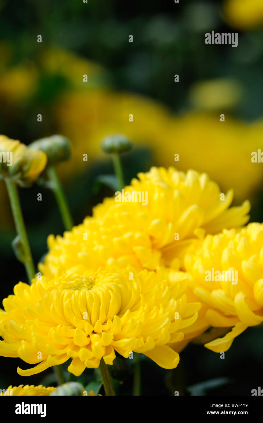 chrysanthemum rose dew decorative incurved long tightly overlapping ...