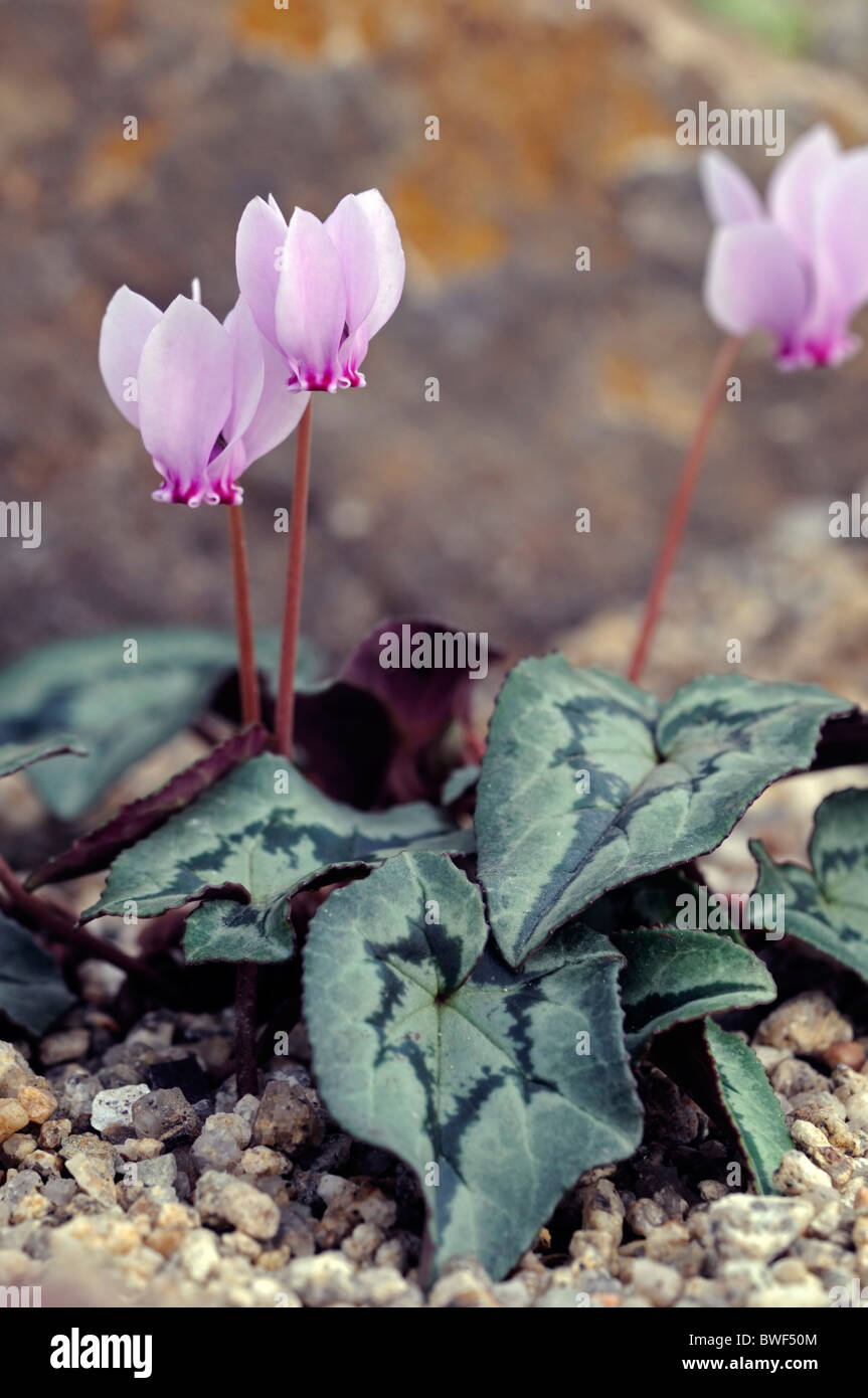 Cyclamen hederifolium pink flowers bloom blossom garden gardening ...