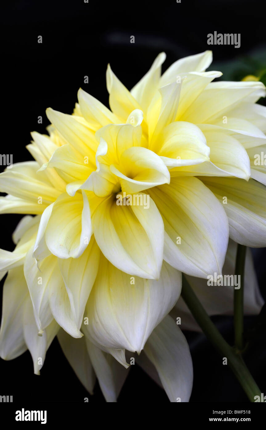 dahlia ballycoolin yellow decorative informal compound capitulum ...