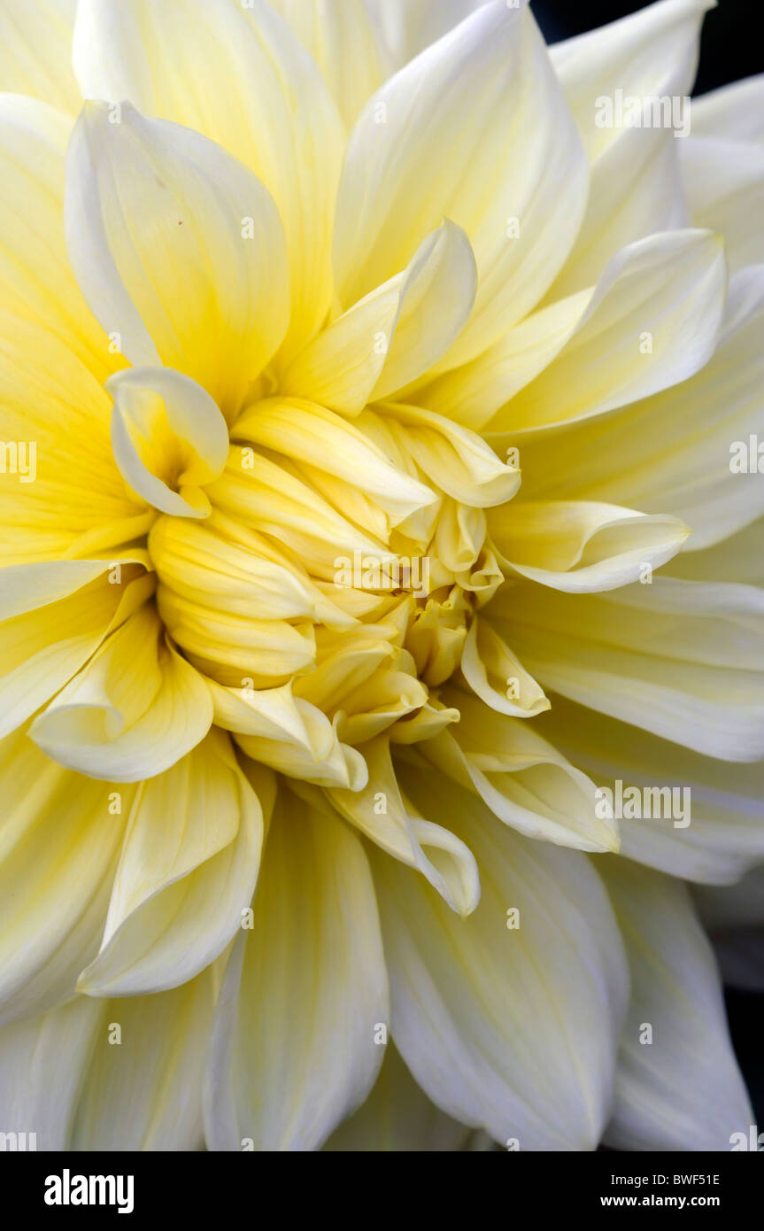 dahlia ballycoolin yellow decorative informal compound capitulum ...