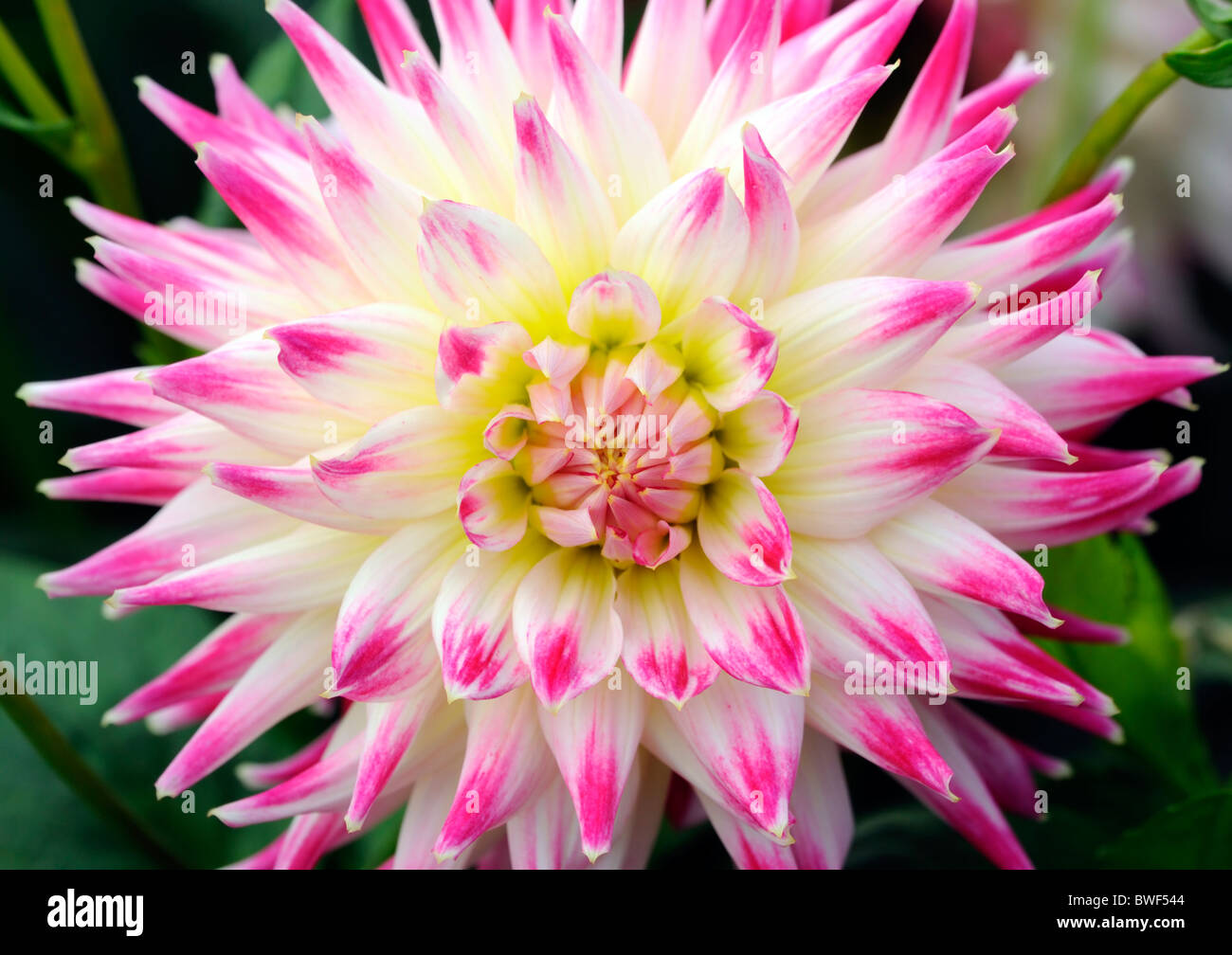 dahlia cha cha Semi Cactus type variety hybrid White Dark Red color ...