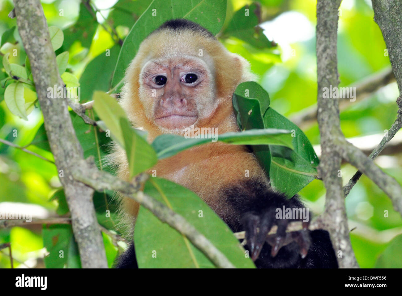 White-faced capuchin, (Cebus capucinus) Costa Rica Stock Photo - Alamy