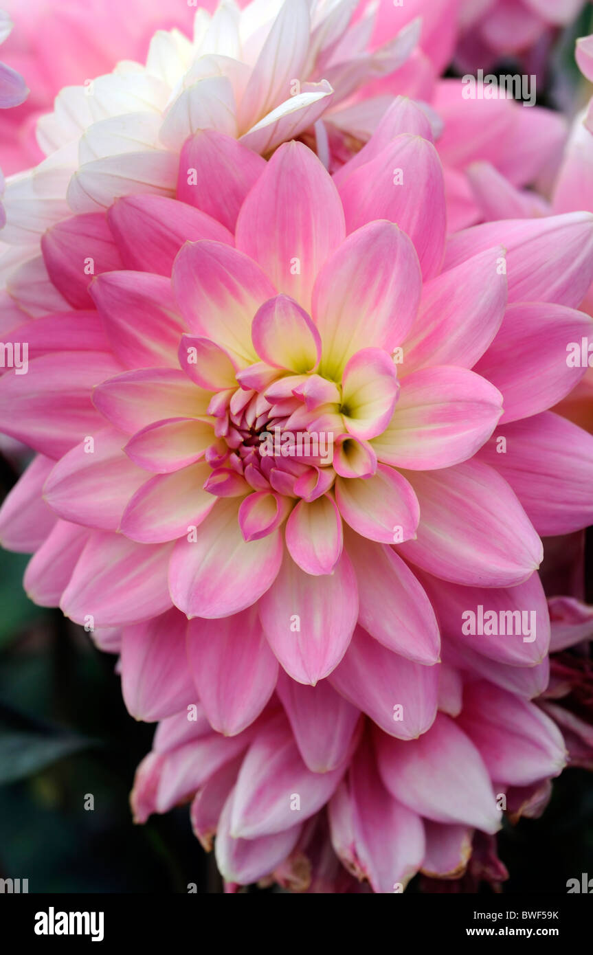 Dahlia ‘gerrie hoek’ hi-res stock photography and images - Alamy