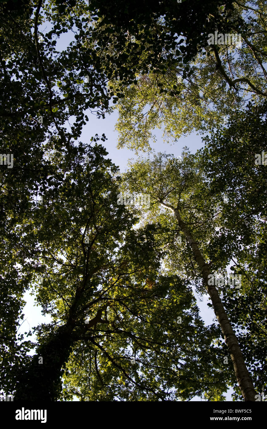 A group of tall trees viewed from below Stock Photo - Alamy