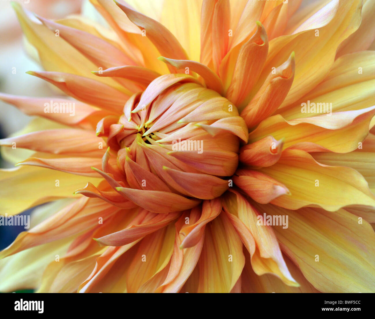dahlia hamari gold bronze flower bloom blossom decorative type variety ...