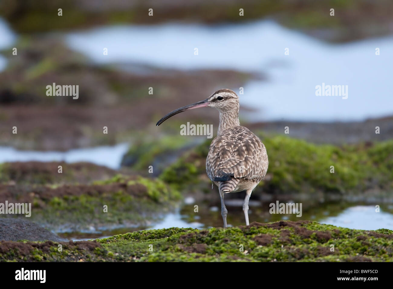 Whimbrel (Numenius phaeopus hudsonicus), American subspecies foraging ...