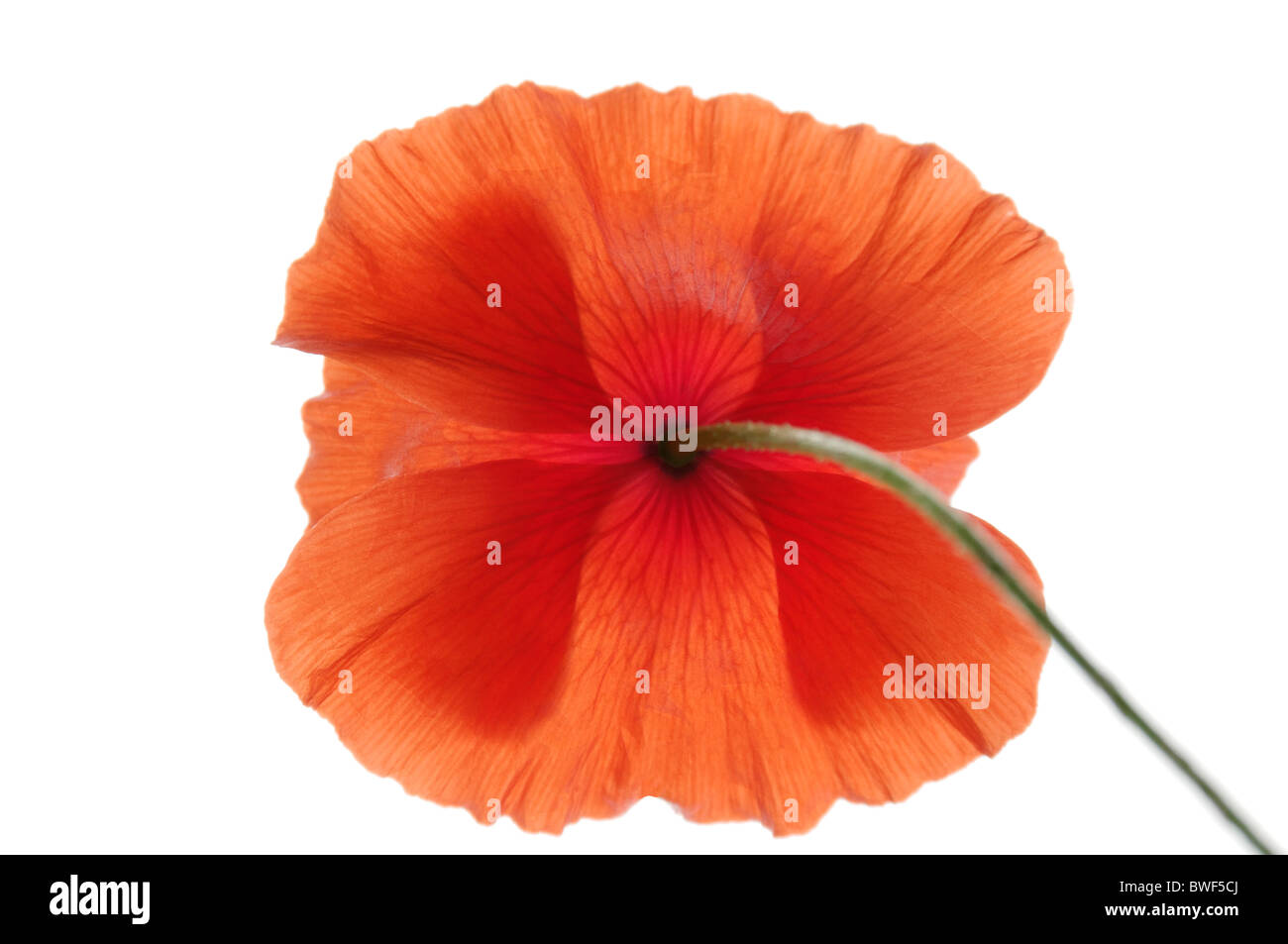 Red Poppy with a white cloud background Stock Photo - Alamy