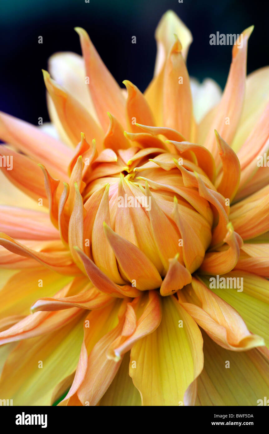 dahlia hamari gold bronze flower bloom blossom decorative type variety ...
