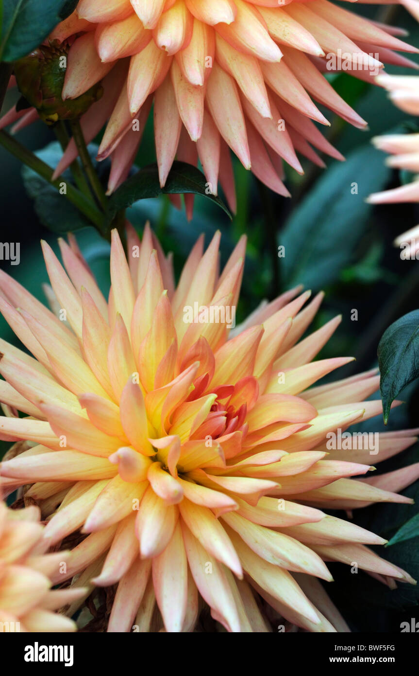 dahlia radfo semi cactus orange bronze flower bloom blossom Stock Photo ...