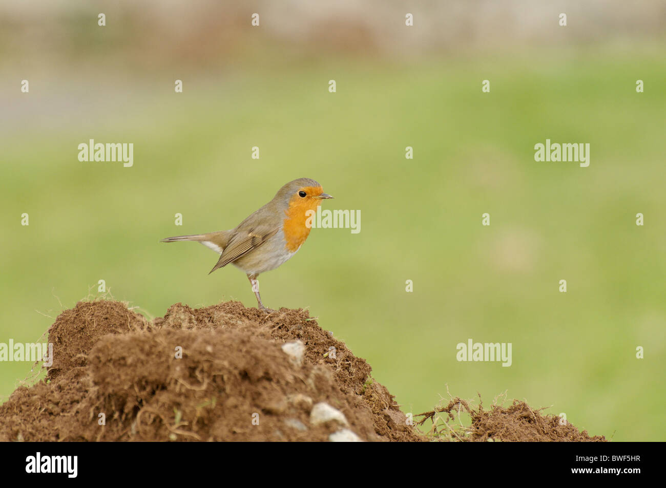 Mound of soil hi-res stock photography and images - Alamy