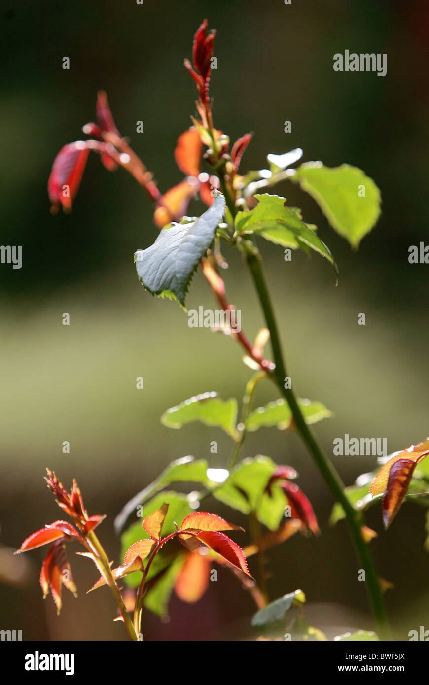 Modern Shrub Rose City of London Stock Photo - Alamy