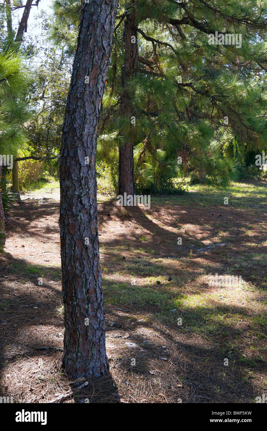 Florida Pine Trees High Resolution Stock Photography and Images - Alamy