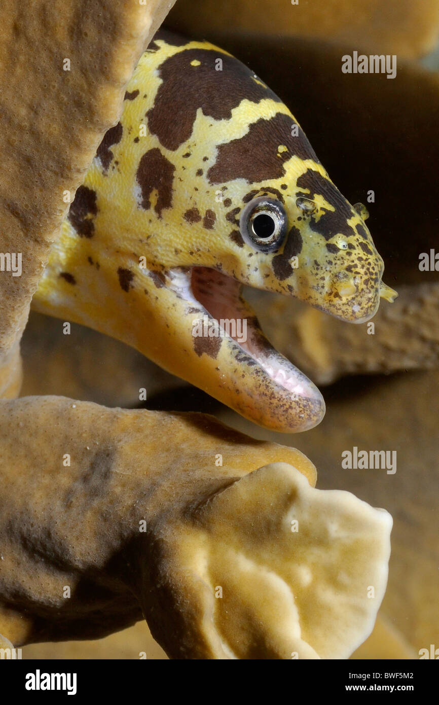 Chain moray eel echidna catenata hi-res stock photography and images ...