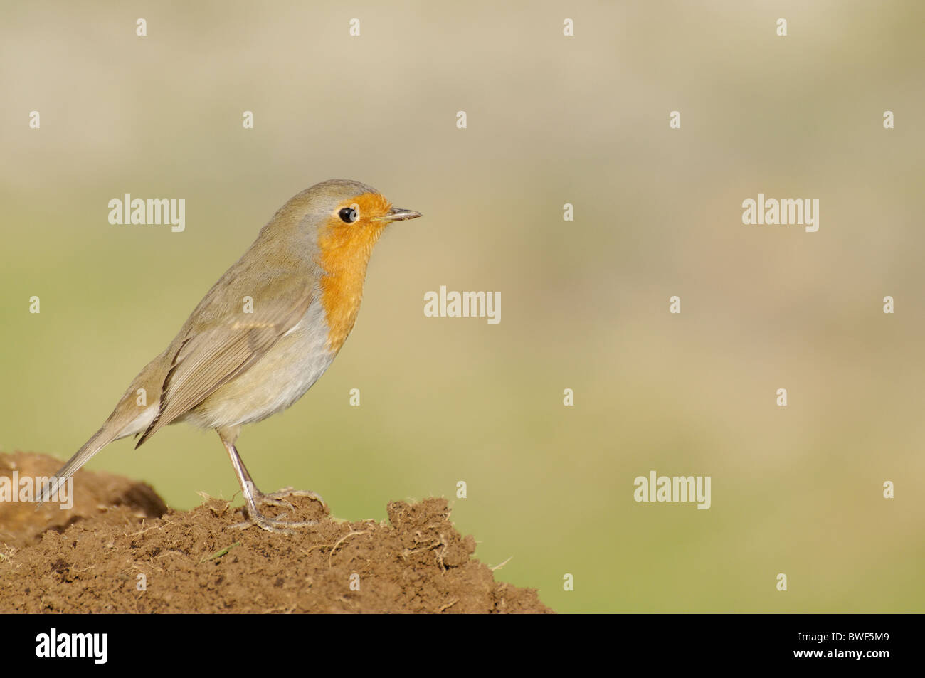 A Robin stood on a mound of soil Stock Photo - Alamy