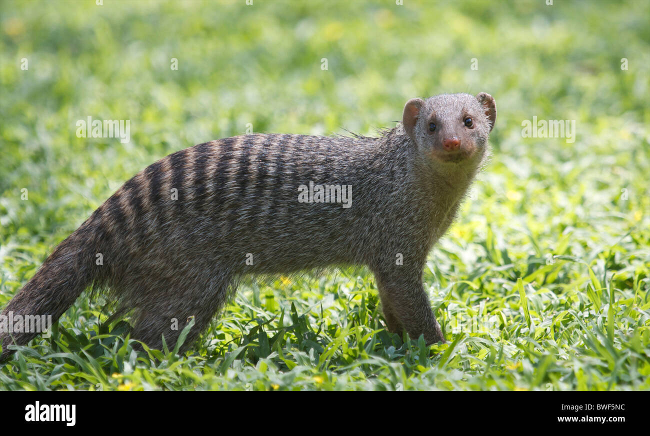 Botswana mongoose wildlife hi-res stock photography and images - Alamy
