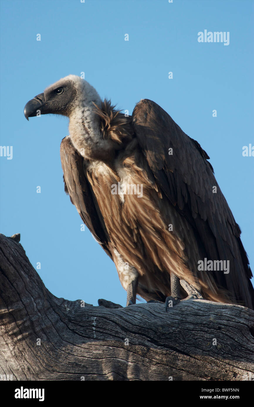 White-Backed Vulture resting on a branch in the early morning, Botswana ...