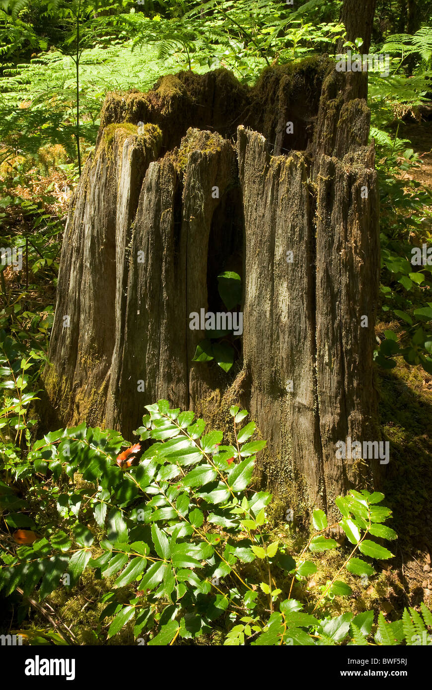 tree stump in a lush green forest Stock Photo - Alamy