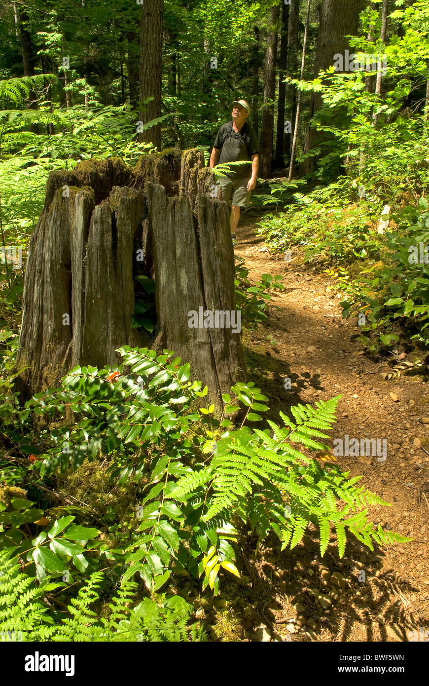 hiker posses on a trail by a tree stump in a lush green forest Stock ...