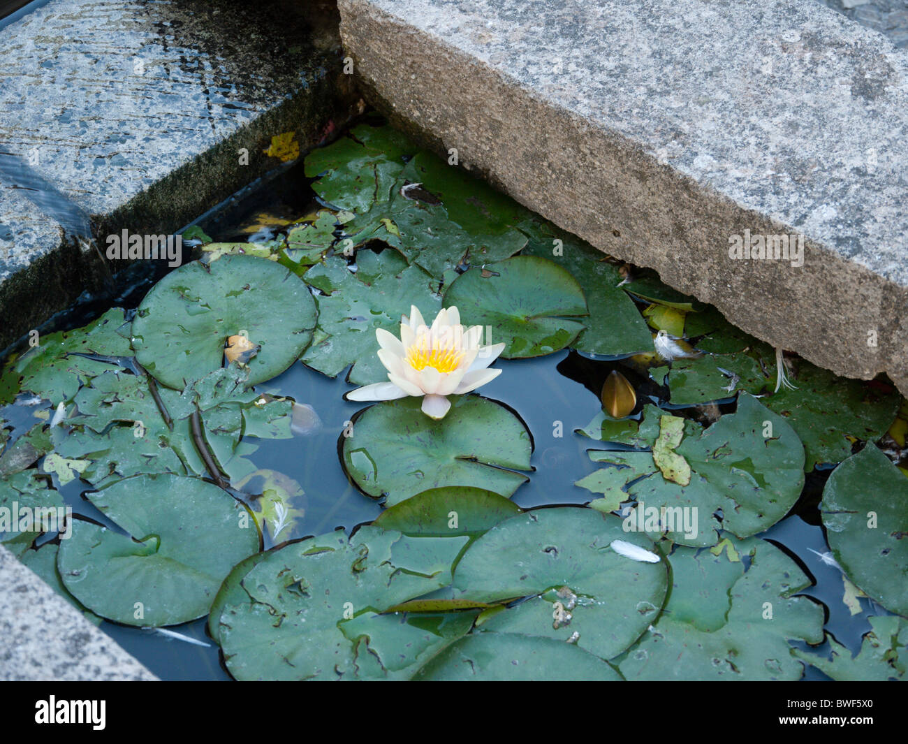 a water lily in an ornamental pool in the Chateau de Tarascon, Tarascon ...