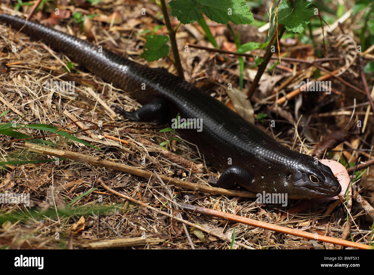 Cunningham's skink filmed at Binna Burra, Lamington National Park ...
