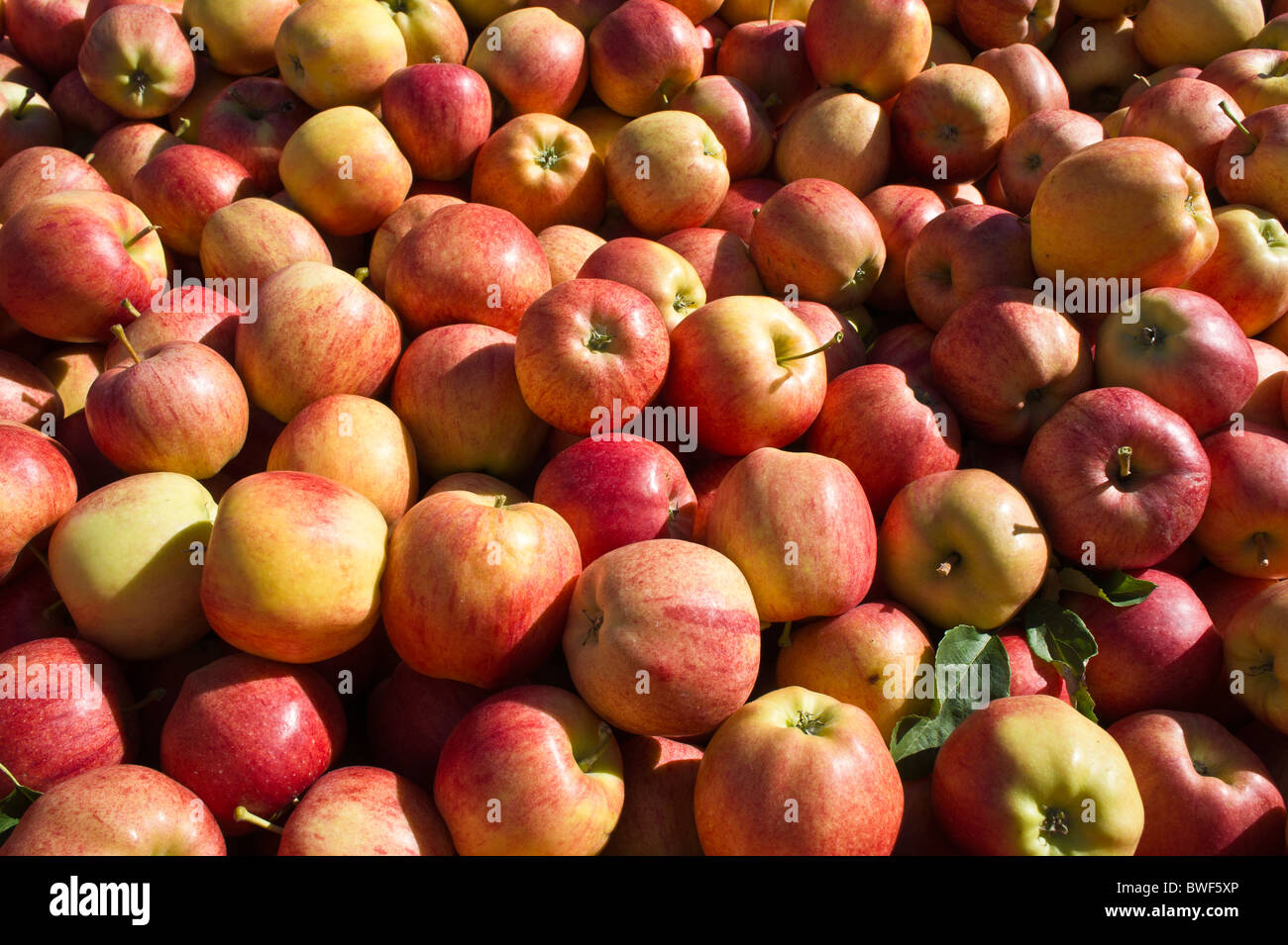 apple orchards Okanagan Canada Stock Photo - Alamy