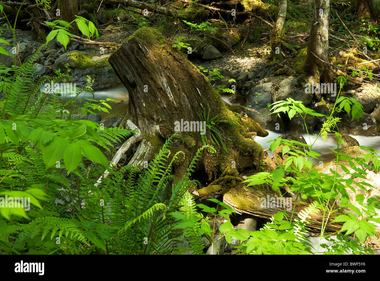 stream flowing by a tree stump in a forest Stock Photo - Alamy