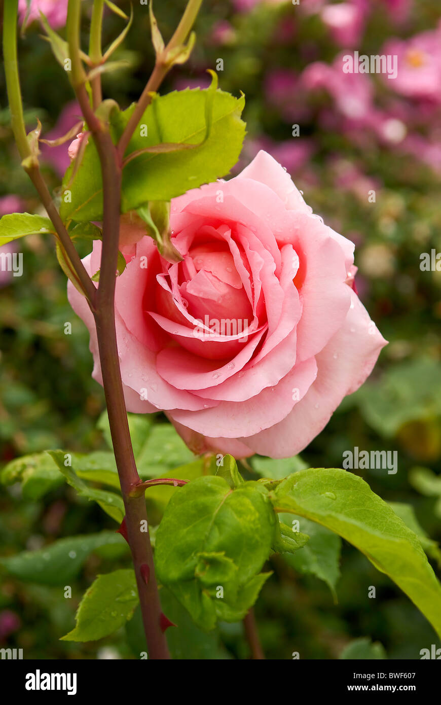 Pink rose on bush Stock Photo - Alamy