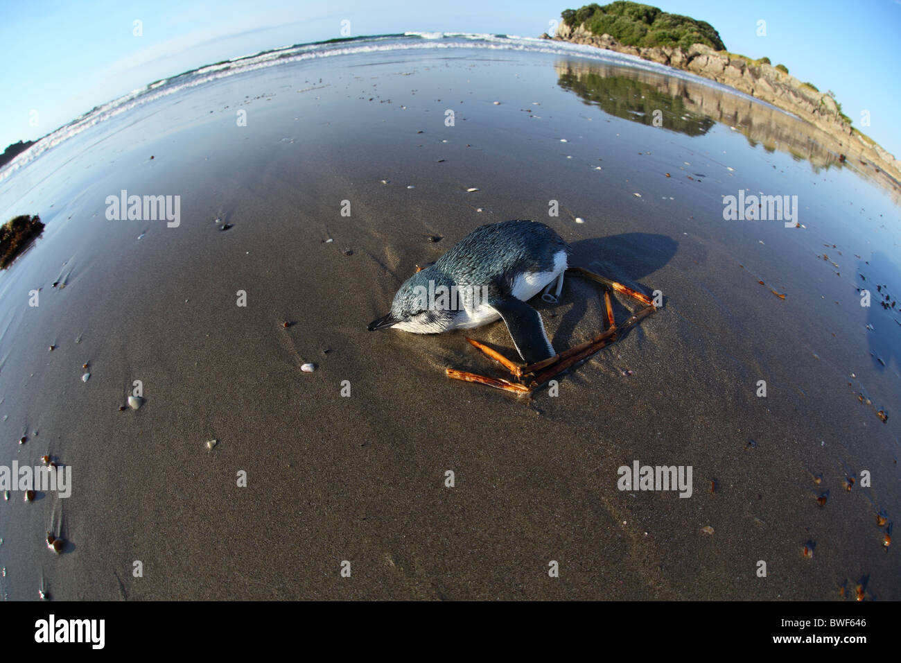 Fairy Penguin High Resolution Stock Photography and Images - Alamy