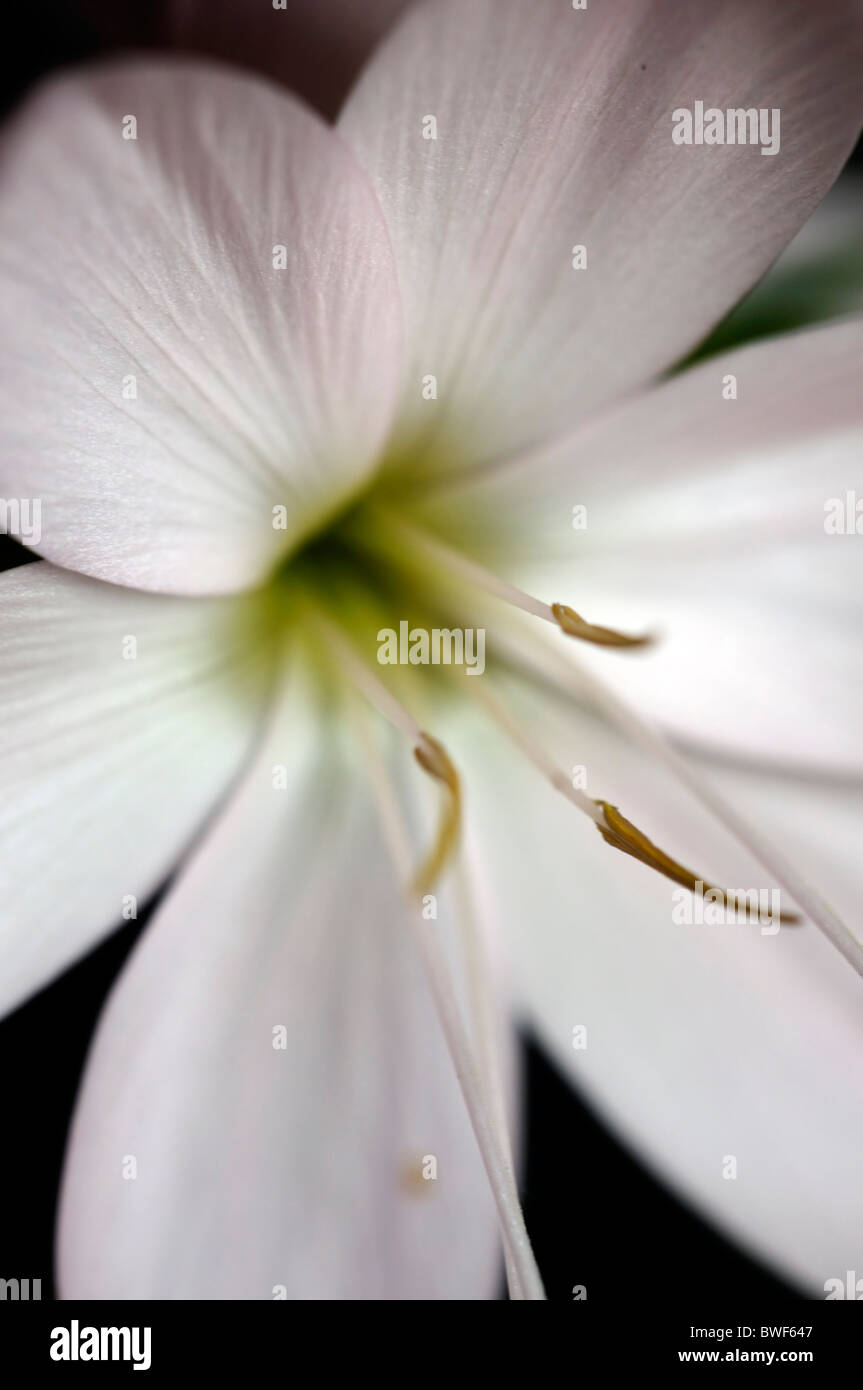 Princess lily hi-res stock photography and images - Alamy