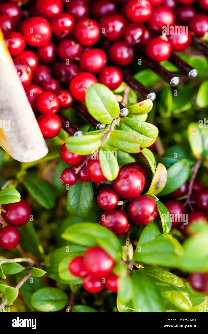 Lingonberry and picker.Sweden Stock Photo - Alamy