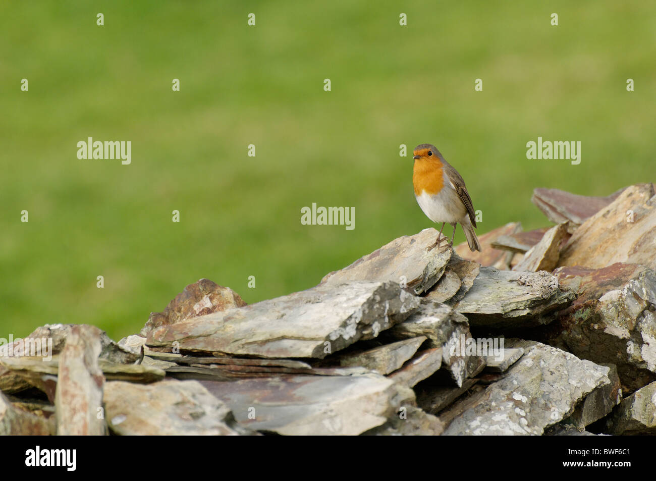 Robin stone hi-res stock photography and images - Alamy