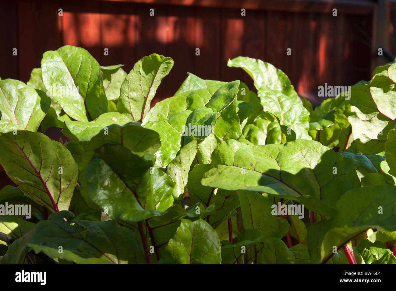 Beet greens hi-res stock photography and images - Alamy