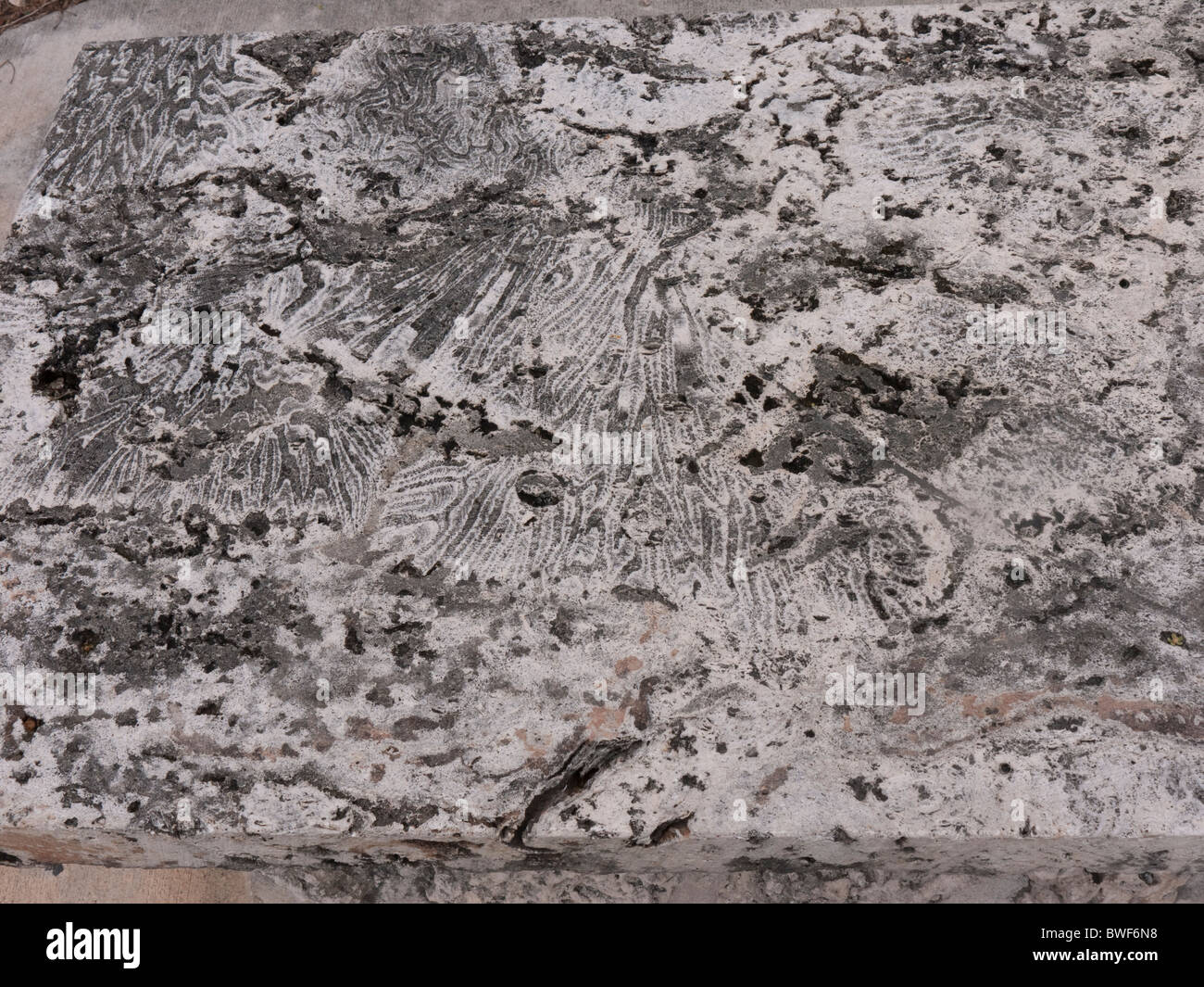 Fossilized sealife in stone bench in Key West in the Florida Keys in ...