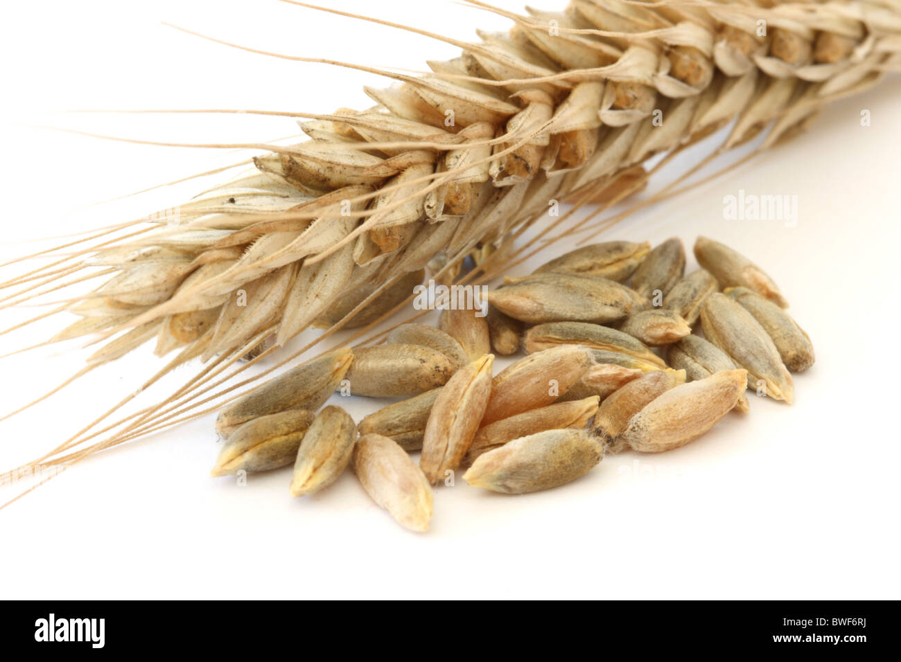 Single wheat - corn spike close up and corns / seeds macro view over ...