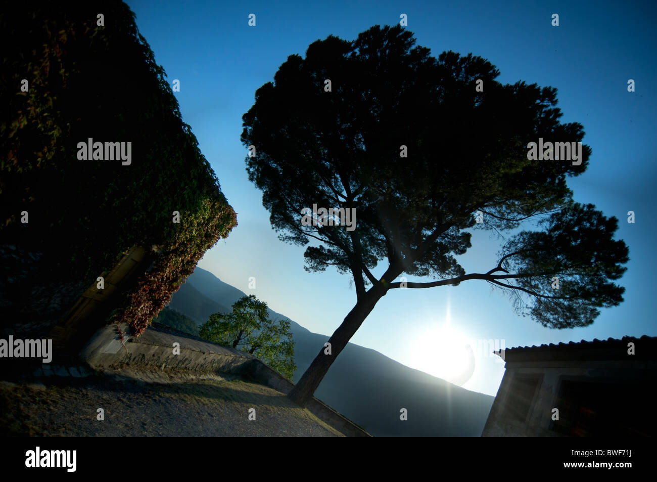 A tree in central position with diagonal perspective. Between two ...