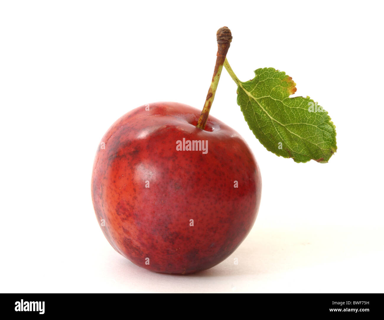 Single fresh plum on white background Stock Photo - Alamy