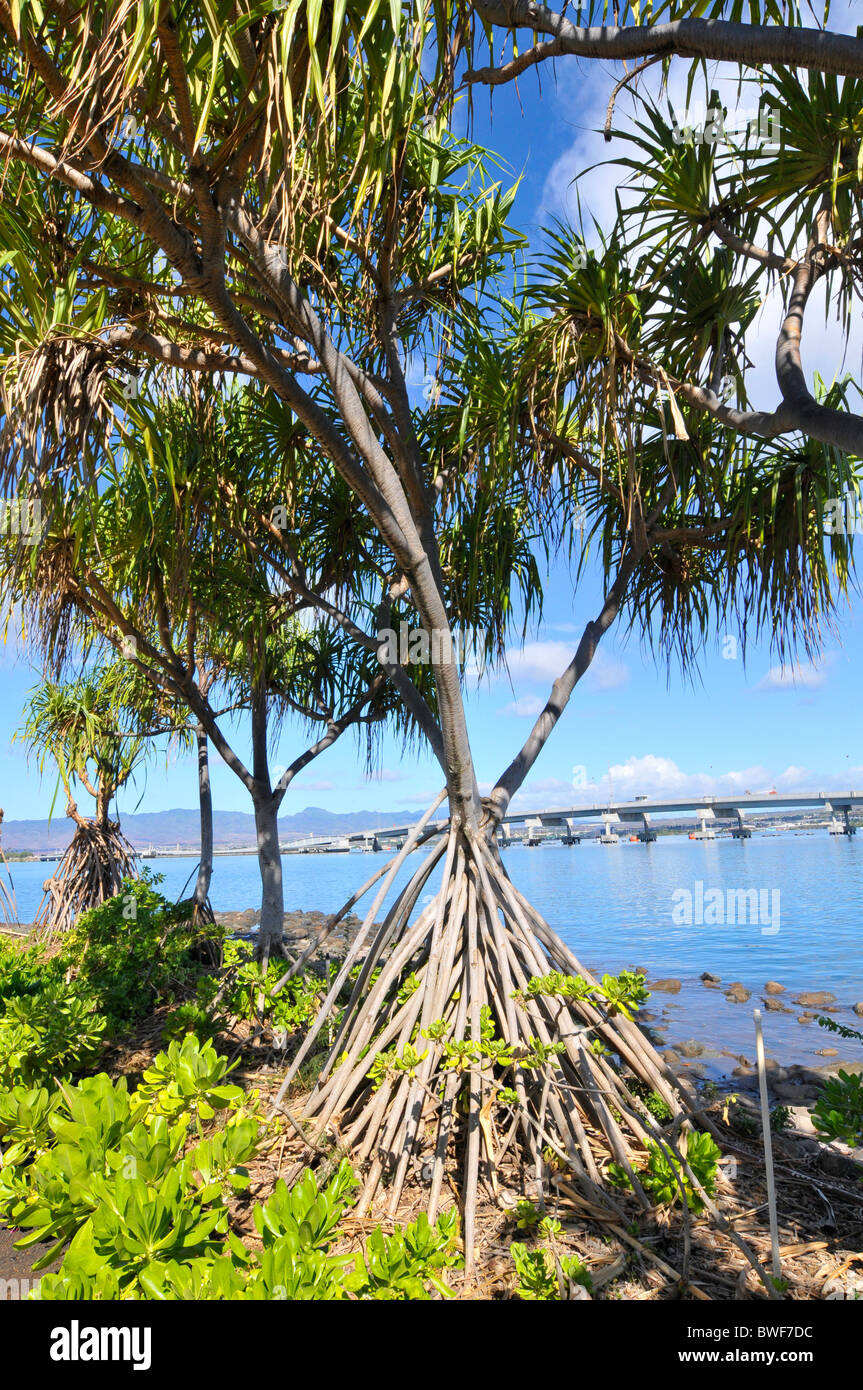 Exposed roots of palm trees Pearl Harbor Hawaii Stock Photo - Alamy