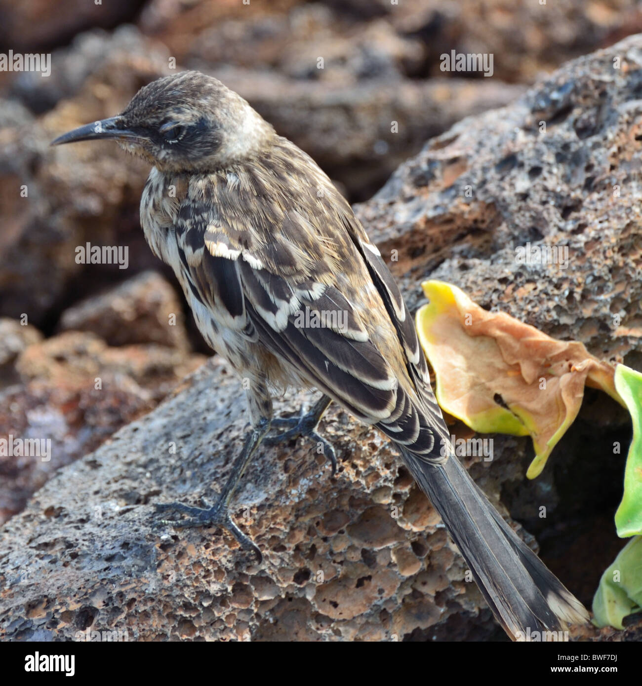 Tower island mockingbird hi-res stock photography and images - Alamy